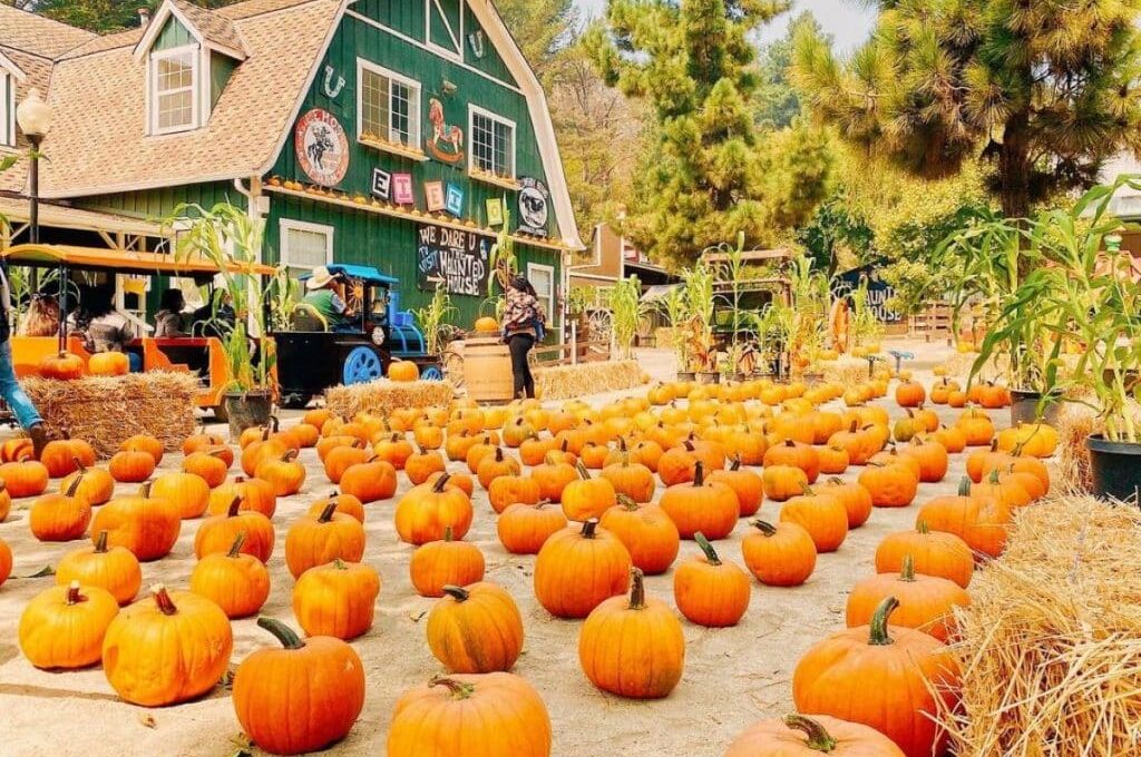 Land of Pumpkins & Corn Maze - Junior League of Champlain Valley, VT